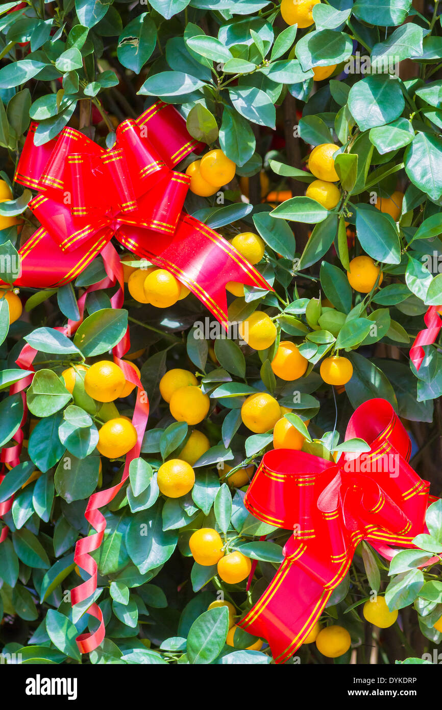 Picture of Ripe Mandarin Fruits Hanging on the Tree Stock Photo - Alamy