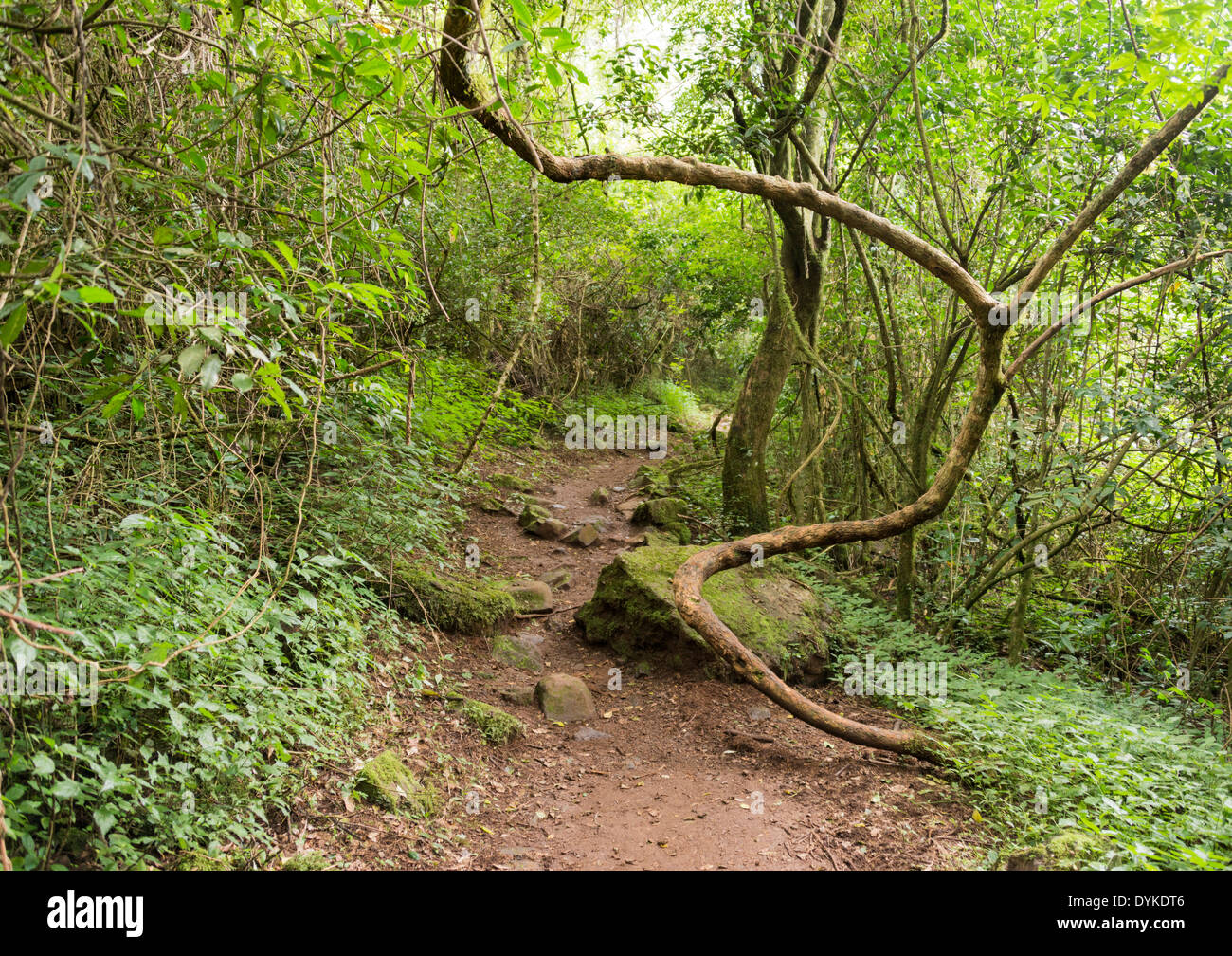 Africa forest vine hi-res stock photography and images - Alamy