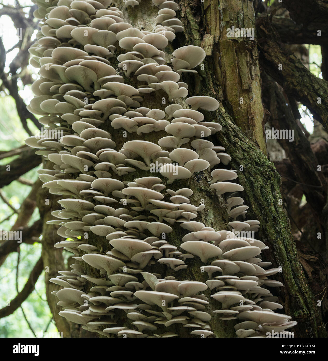 Tropical fungus hi-res stock photography and images - Alamy