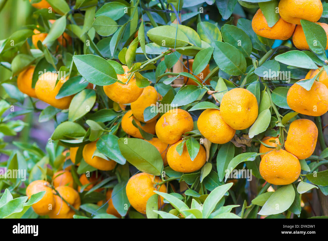 Picture of Ripe Mandarin Fruits Hanging on the Tree Stock Photo - Alamy