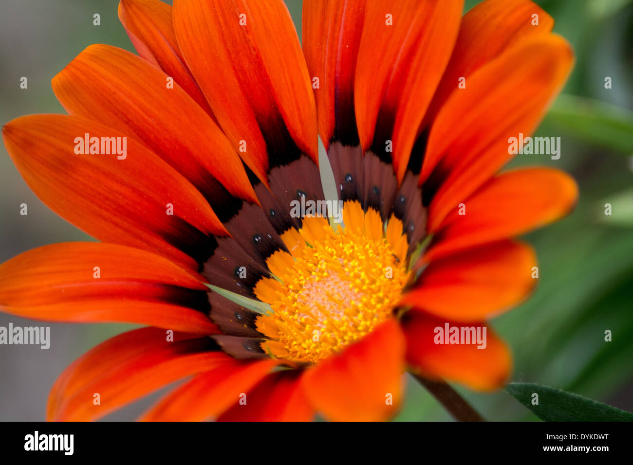 an inside of a folower Stock Photo - Alamy