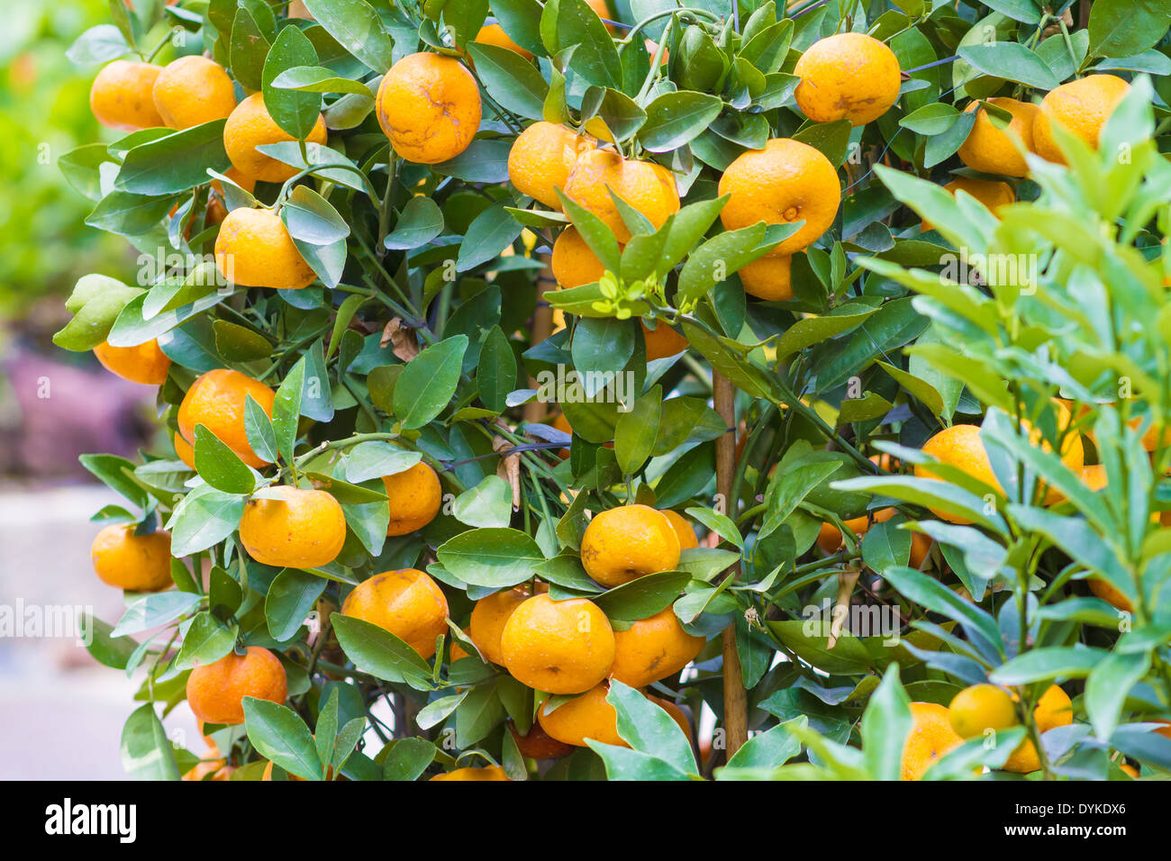 Picture of Ripe Mandarin Fruits Hanging on the Tree Stock Photo - Alamy
