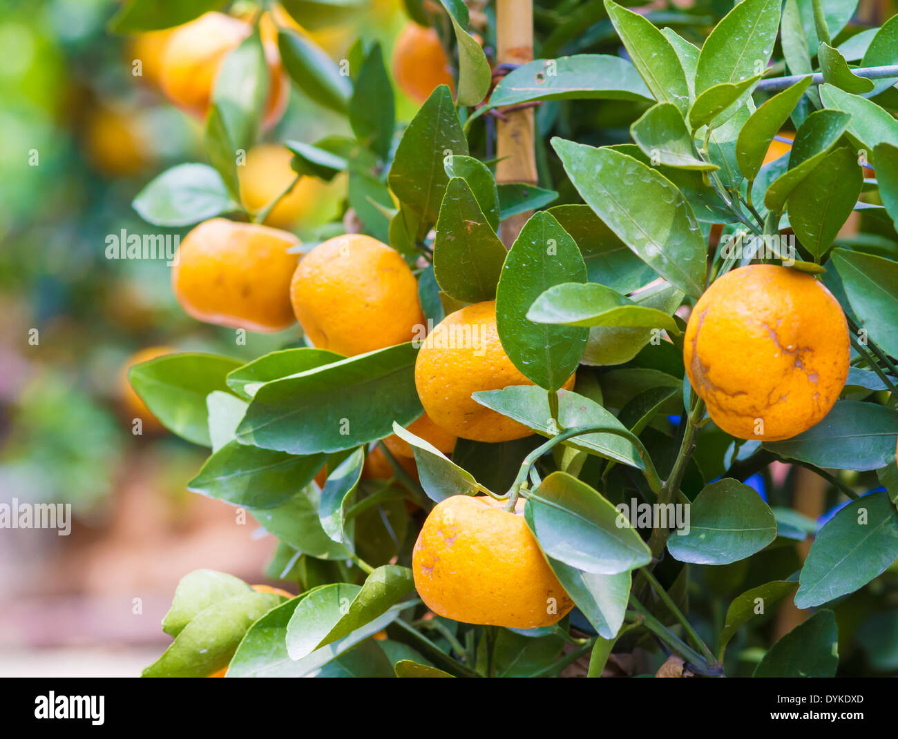 Mandarin orange garden hi-res stock photography and images - Alamy