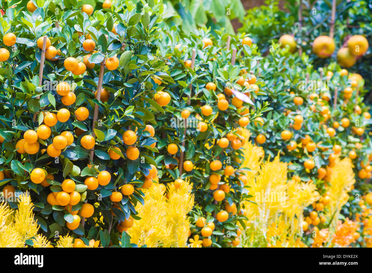 Mandarin orange tree ripe hi-res stock photography and images - Alamy