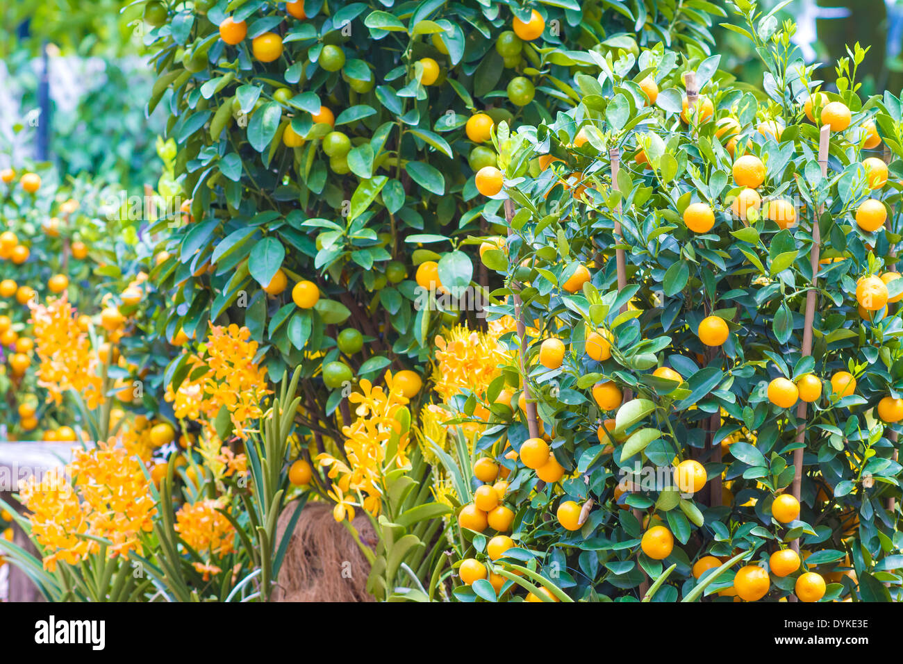 Picture of Ripe Mandarin Fruits Hanging on the Tree Stock Photo - Alamy