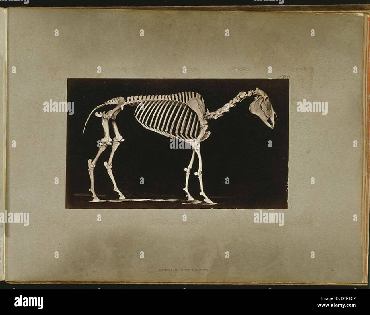 Skeleton of horse hi-res stock photography and images - Alamy