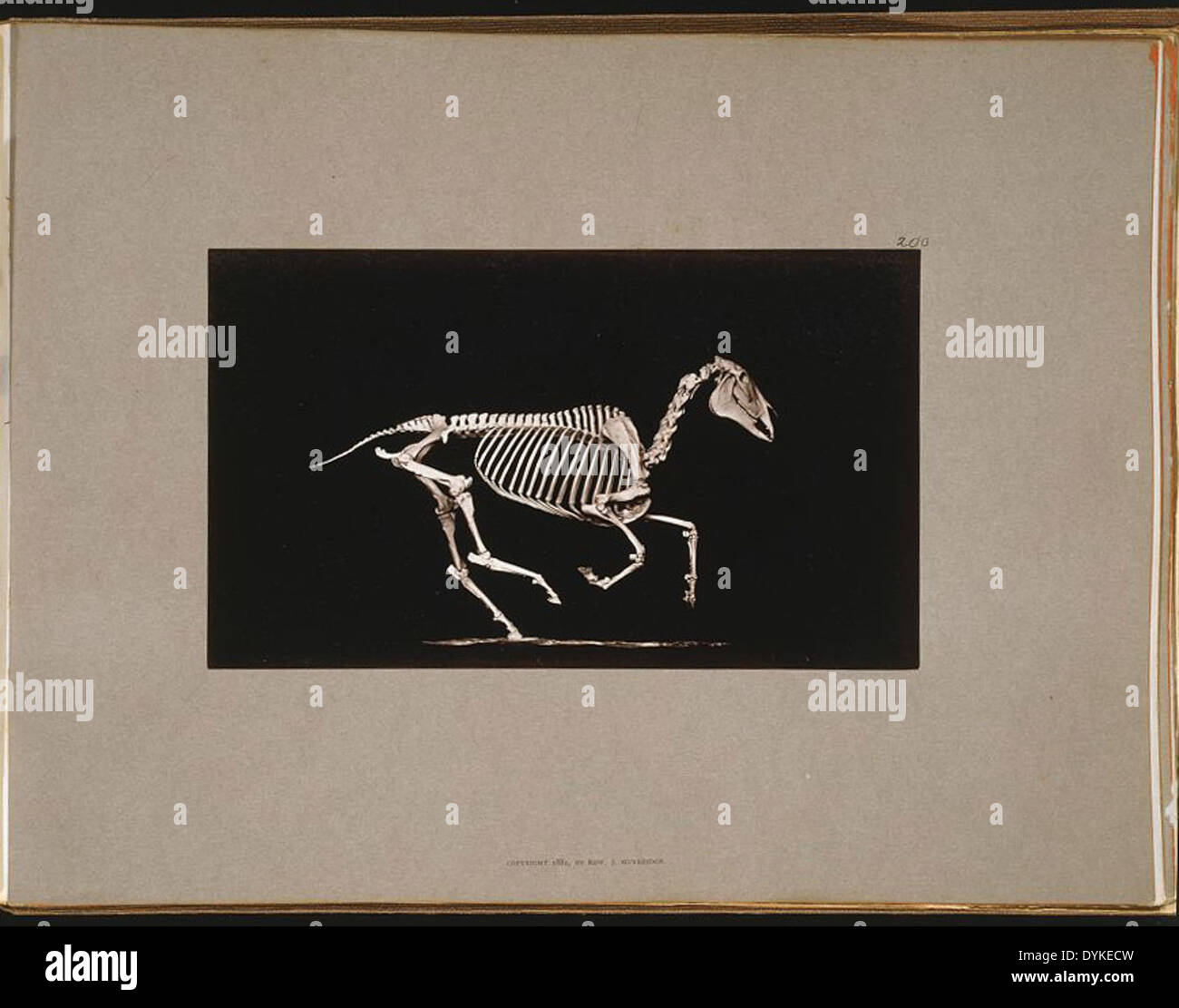 This image shows the skeleton of a running horse in mid-motion ...