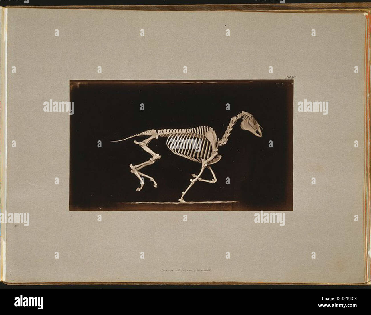 Horse skeleton hi-res stock photography and images - Alamy