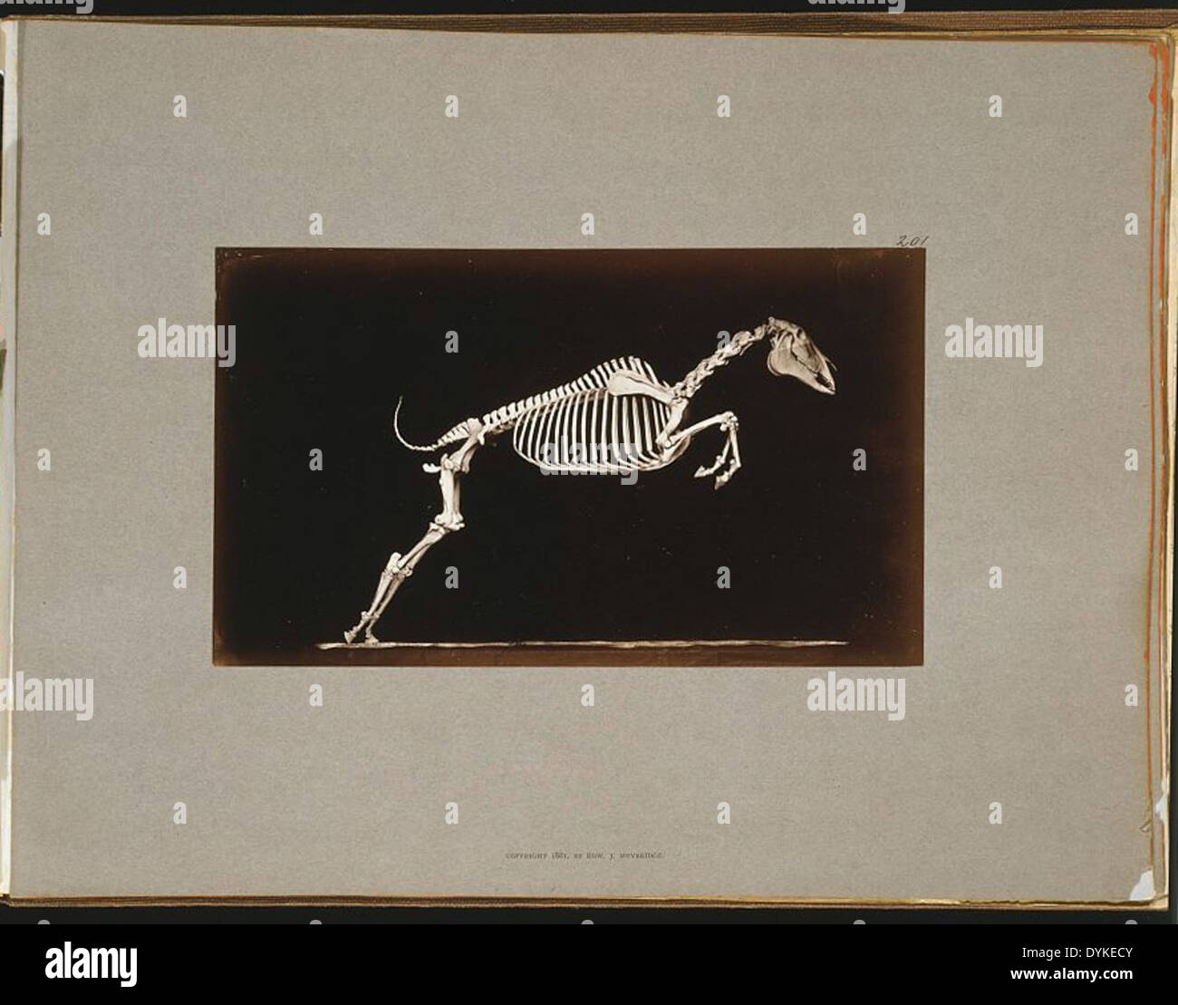 This photograph from the Library of Congress captures a dramatic moment ...