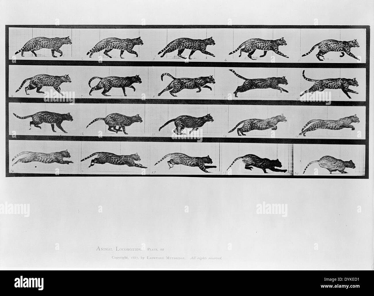 Leaping leopard Black and White Stock Photos & Images - Alamy