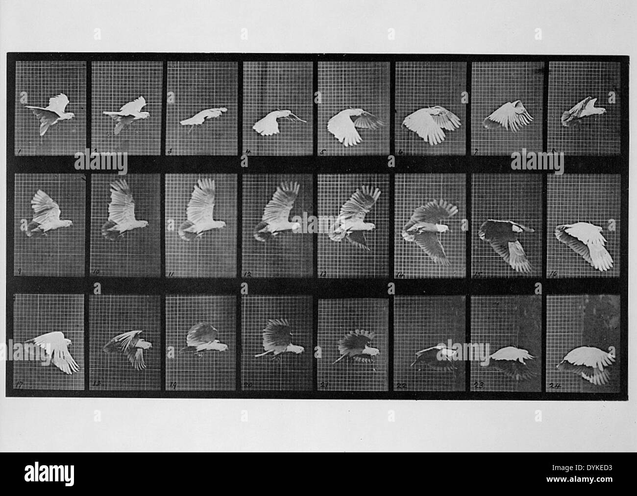 Animal locomotion Black and White Stock Photos & Images - Alamy