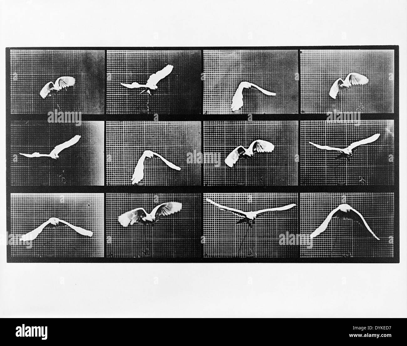 This plate from Eadweard Muybridge's 'Animal Locomotion' series depicts ...