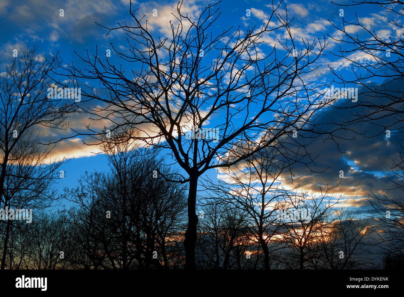 Tree sunset pictures hi-res stock photography and images - Alamy