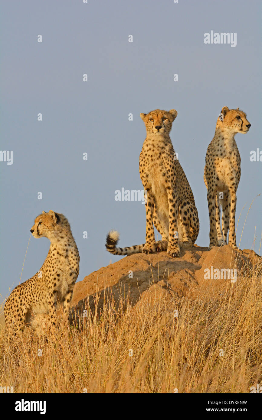 Three cheetahs hi-res stock photography and images - Alamy