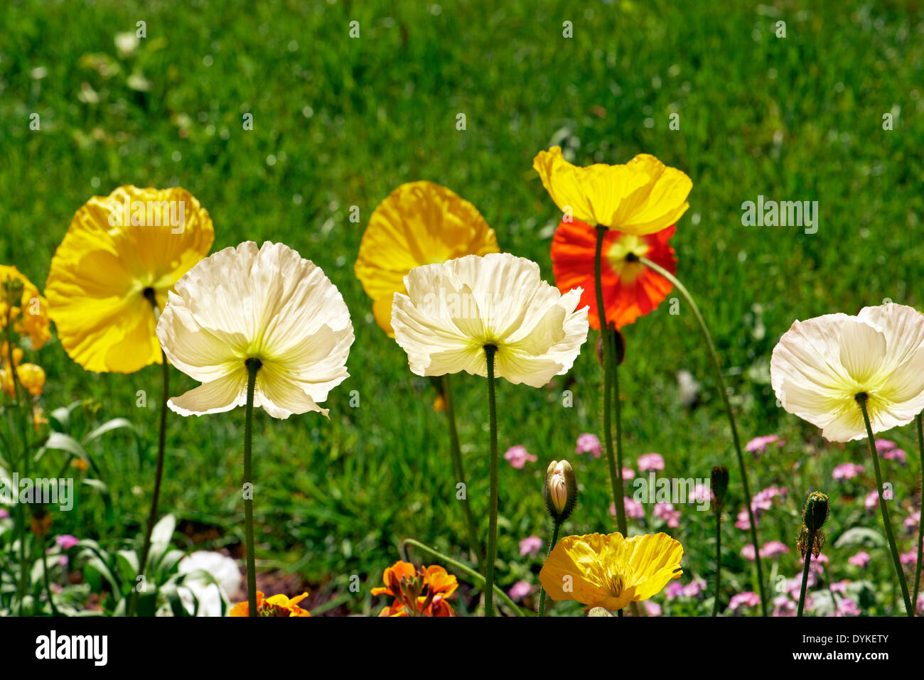 Poppies in spring Stock Photo - Alamy