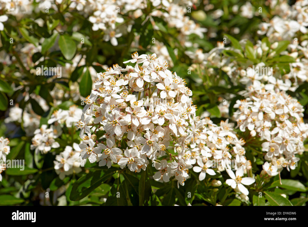 Iberis sempervirens, evergreen candytuft Stock Photo - Alamy