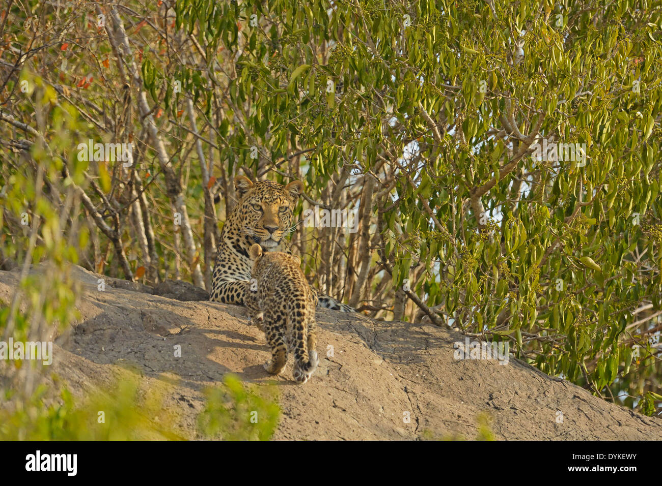 African leopard and cubs hi-res stock photography and images - Alamy