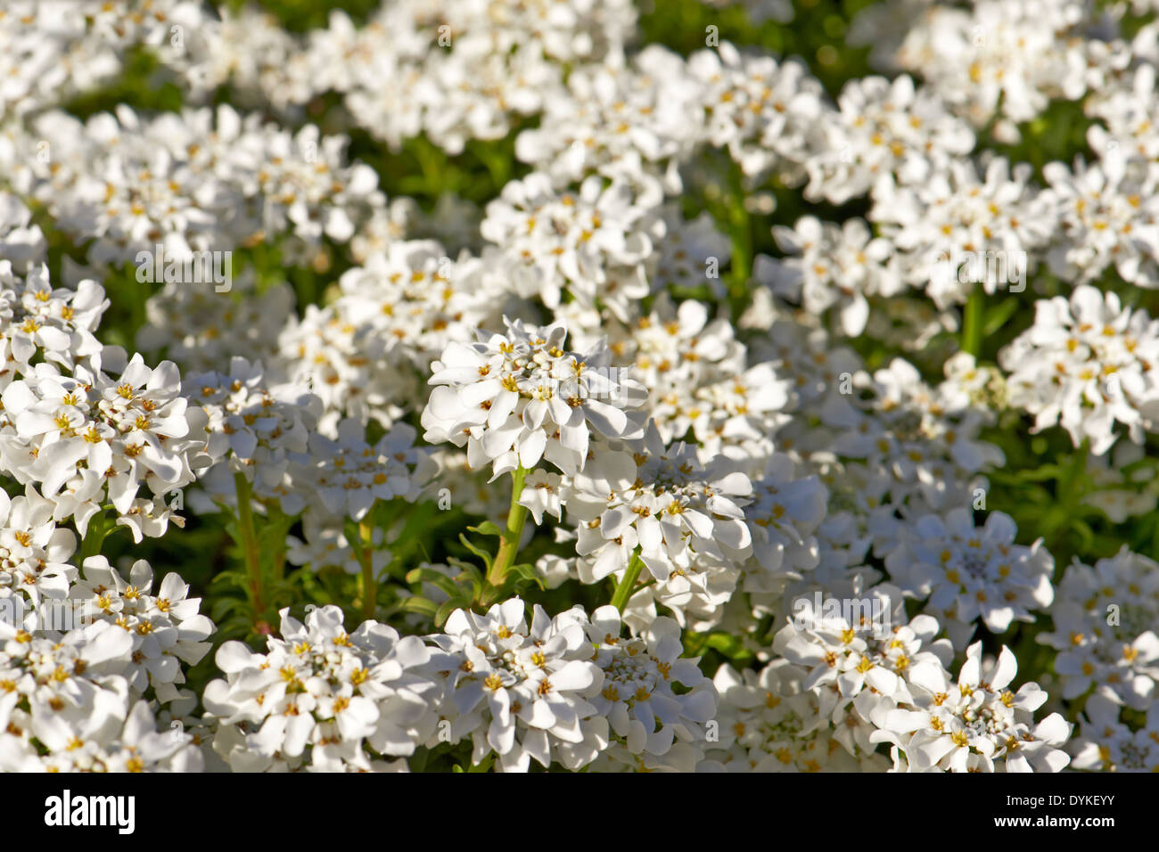 Iberis sempervirens, evergreen candytuft Stock Photo - Alamy