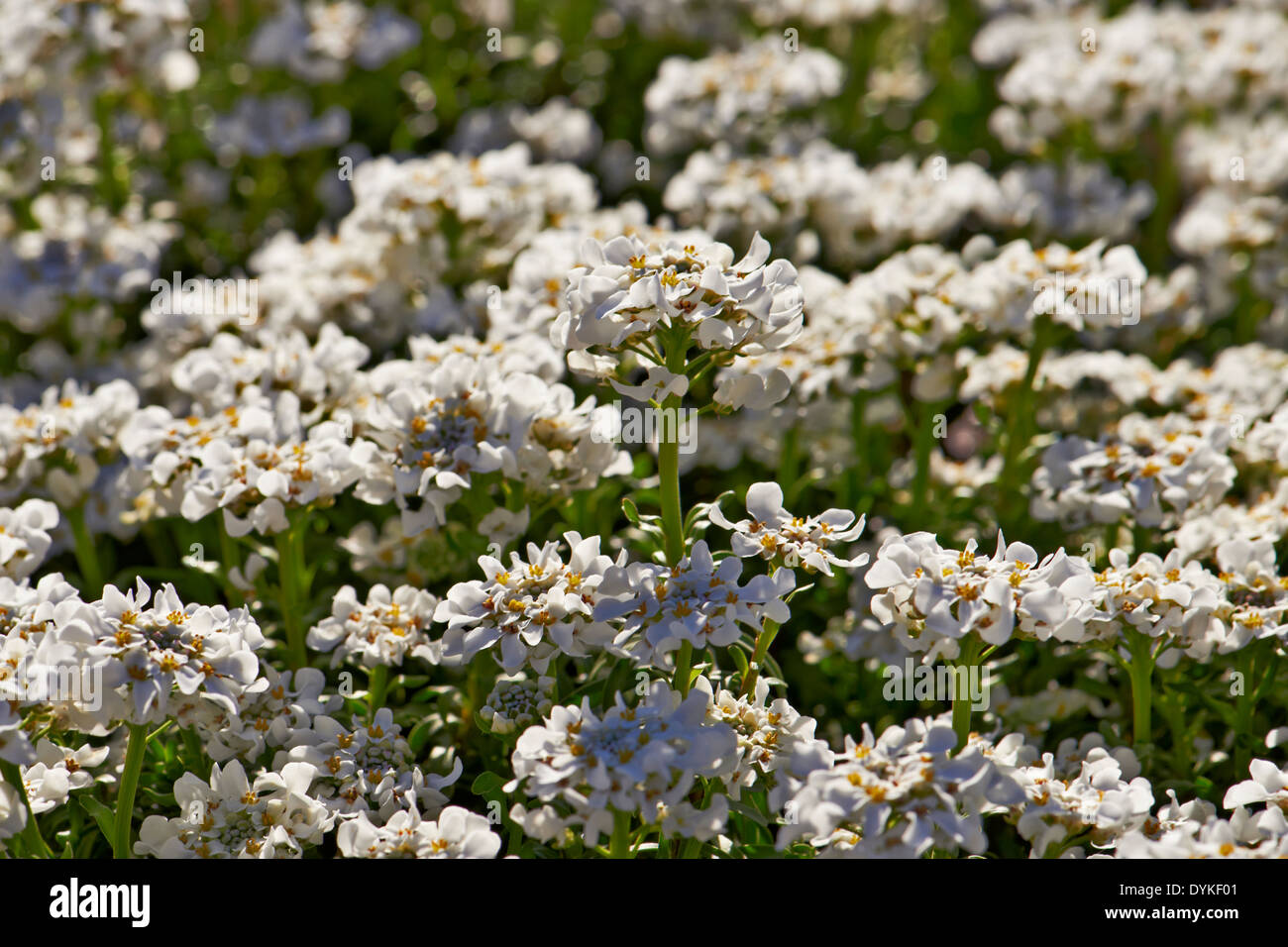 Iberis ‘snowflake’ hi-res stock photography and images - Alamy