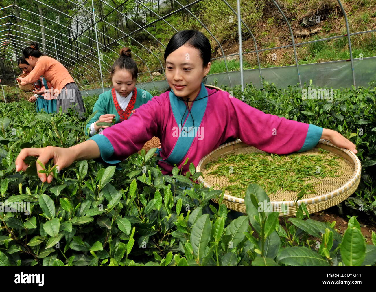 (140421) -- SHIJIAZHUANG, April 21, 2014 (Xinhua) -- Workers pick tea ...