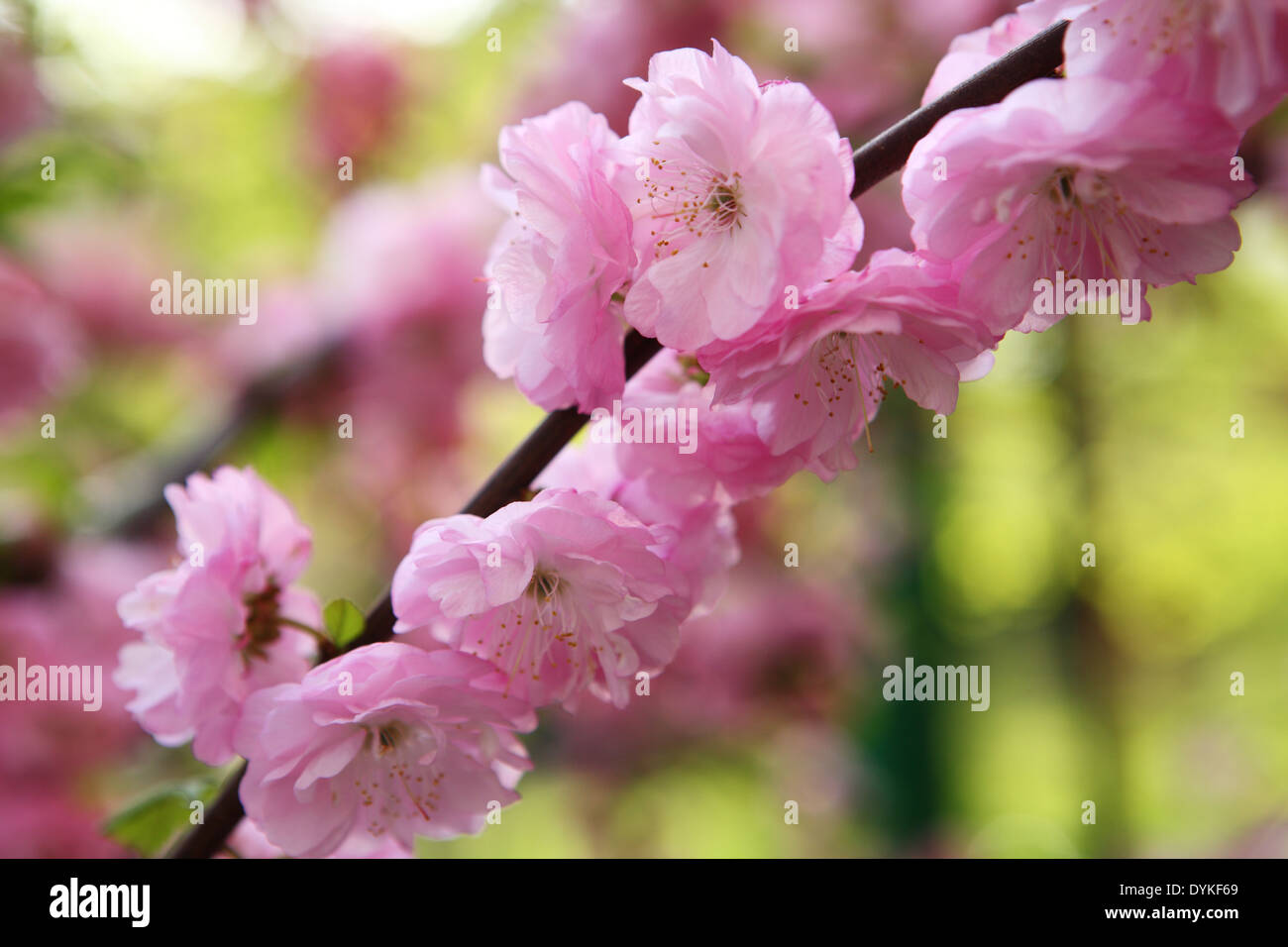 Prunus mume hi-res stock photography and images - Alamy