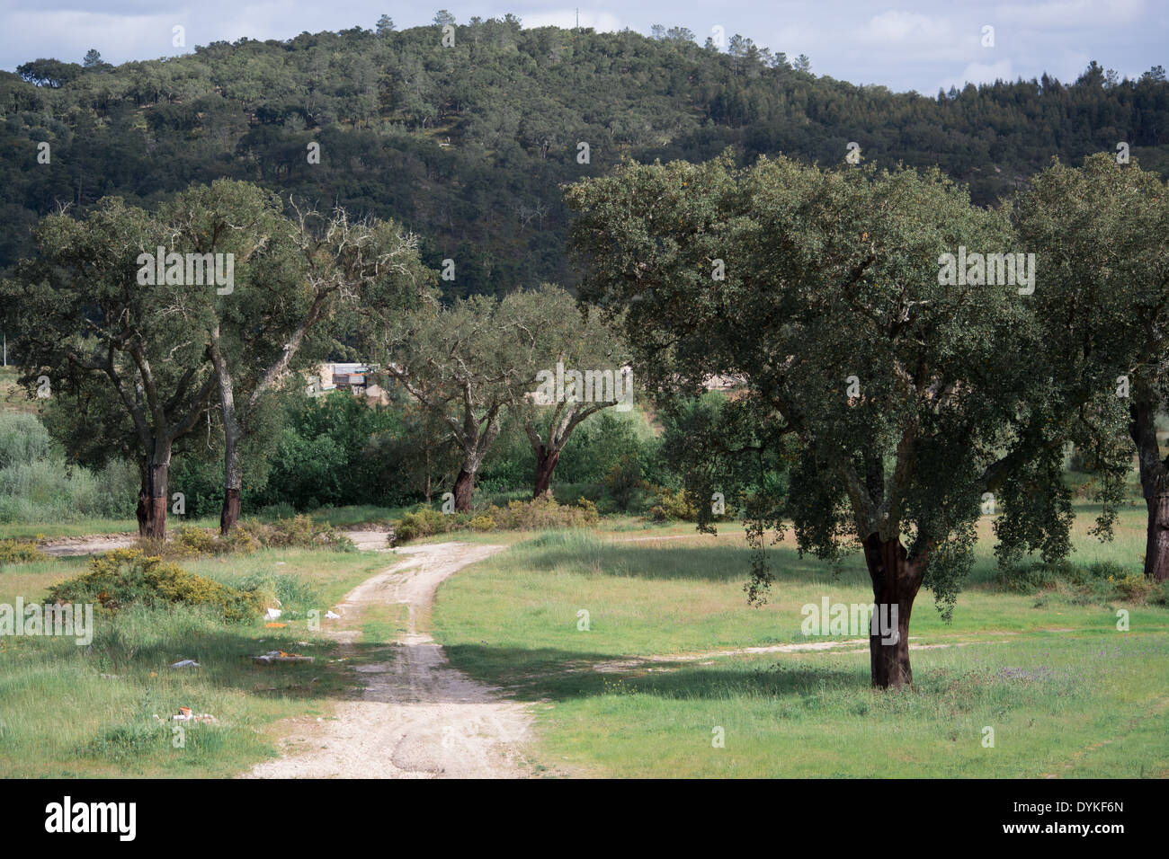 Pathway trees hi-res stock photography and images - Alamy