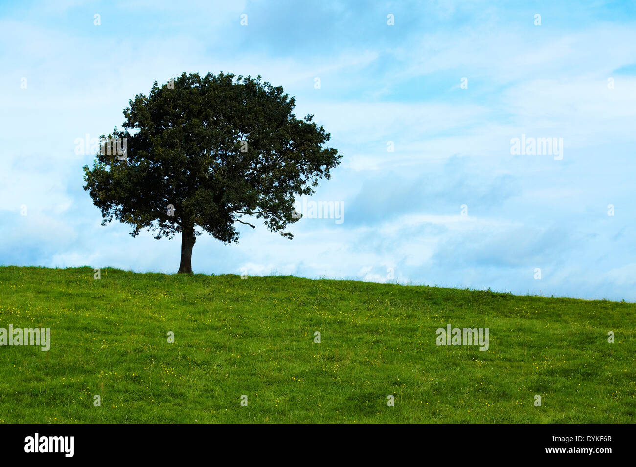 One tree on a grassy hill Stock Photo - Alamy