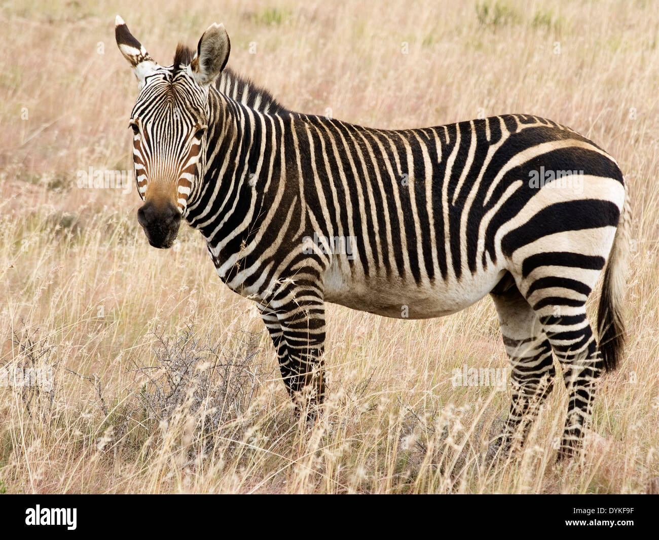 alone stallion Cape mountain zebra in their nature environment at ...