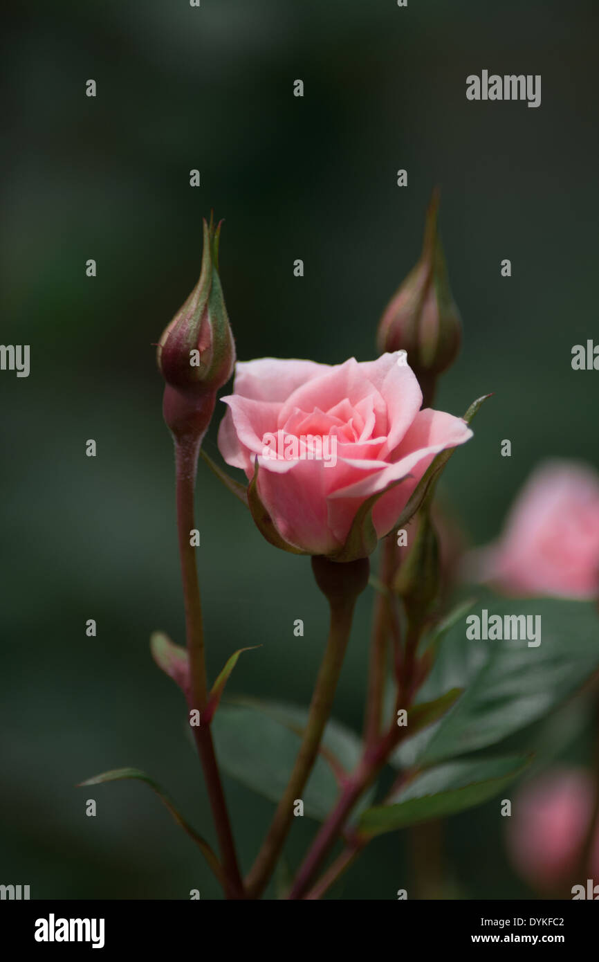 Rose with green leaf hi-res stock photography and images - Alamy