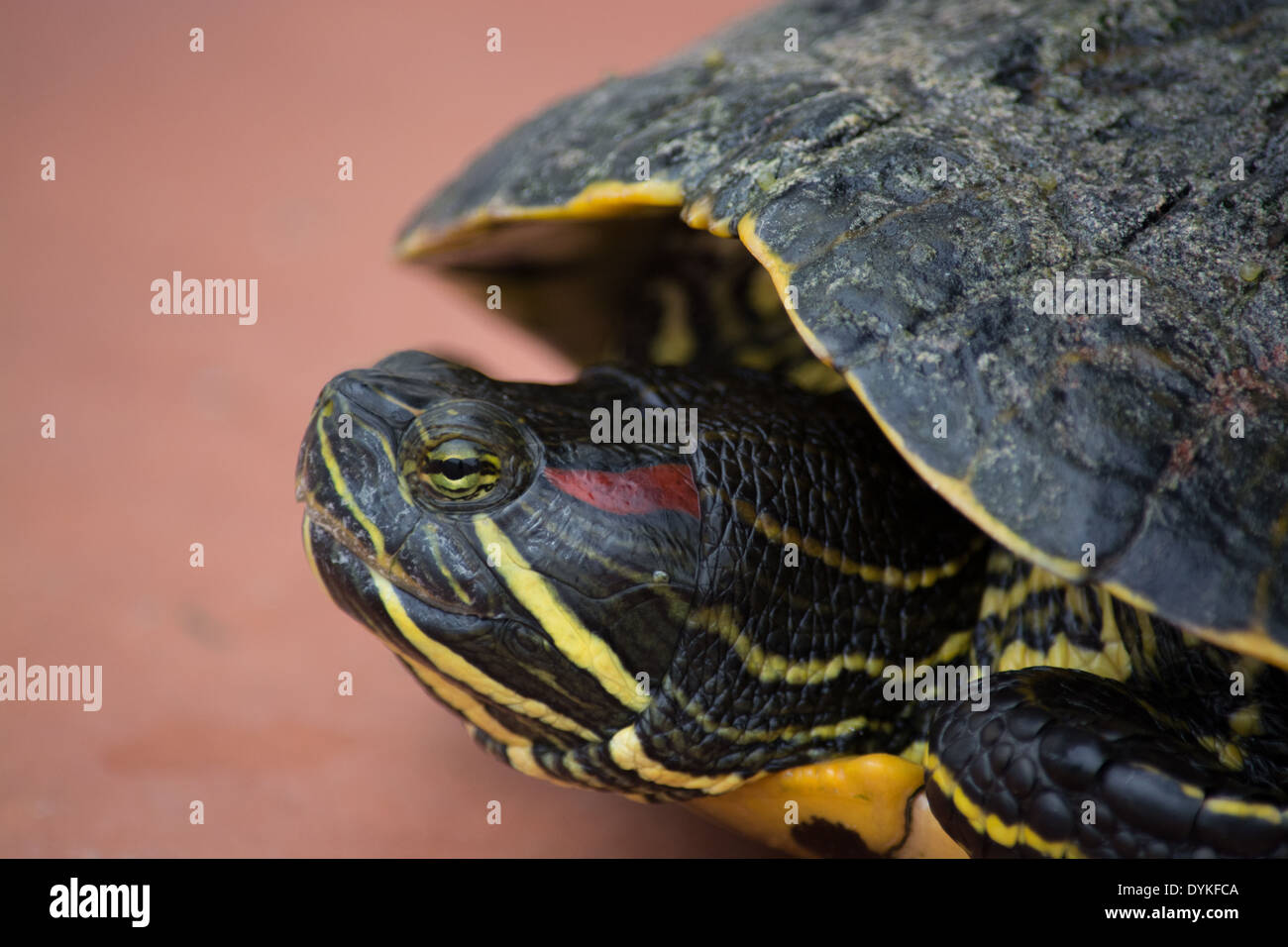Tortoise face hi-res stock photography and images - Alamy