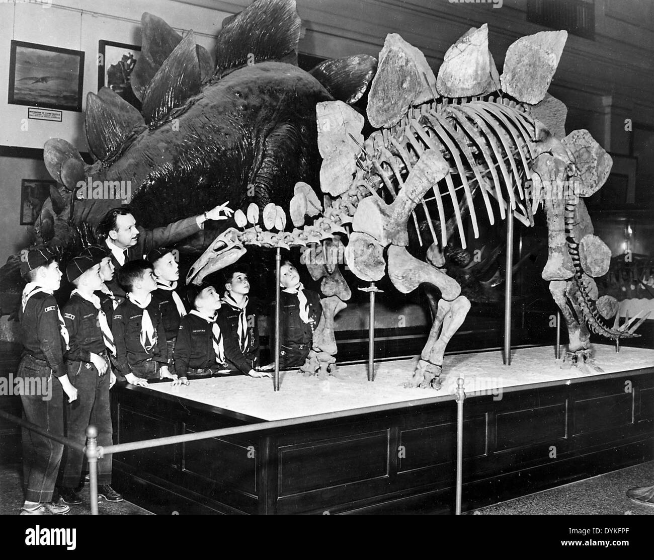 Stegosaurus skeleton hi-res stock photography and images - Alamy