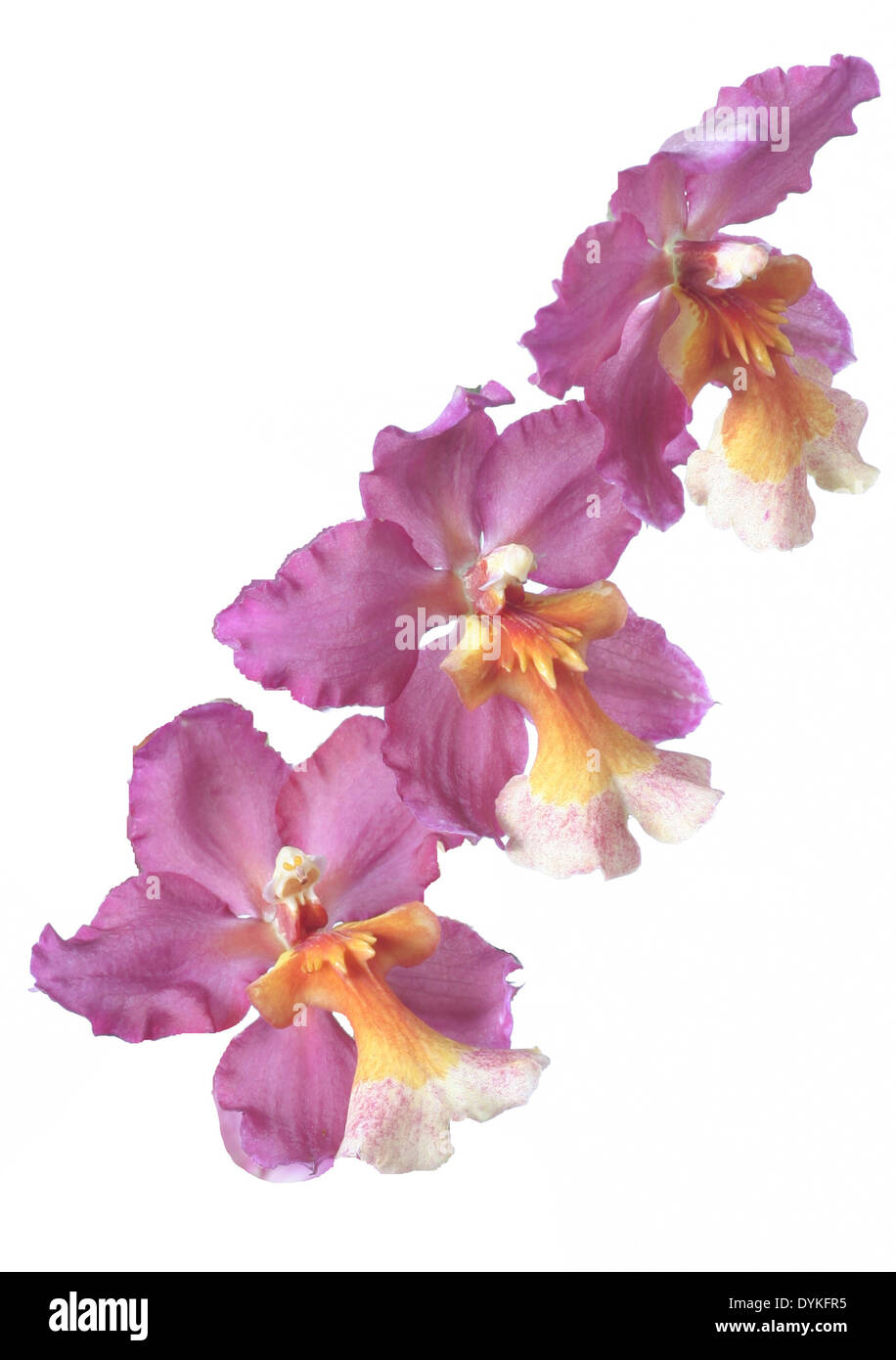 Lilac sepals Cut Out Stock Images & Pictures - Alamy