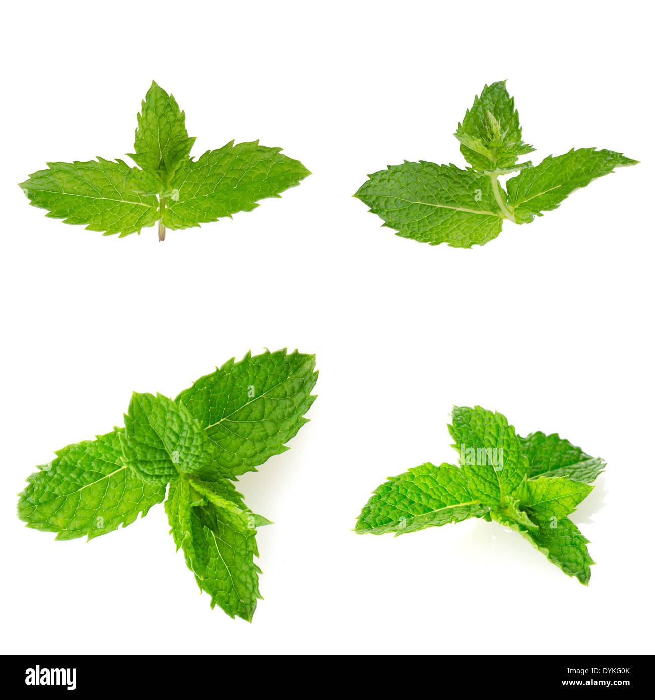 Fresh mint leaves isolated on white background Stock Photo - Alamy