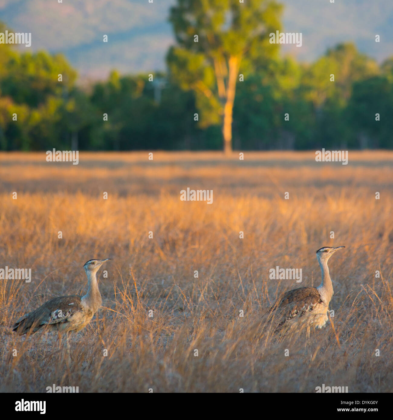 Australian Bustard (Ardeotis australis), near Mount Carbine, Queensland ...