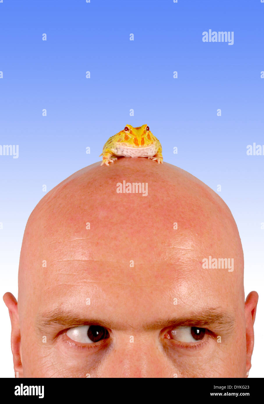 argentine horned frog, night crawler (Ceratophrys ornata), sitting on ...