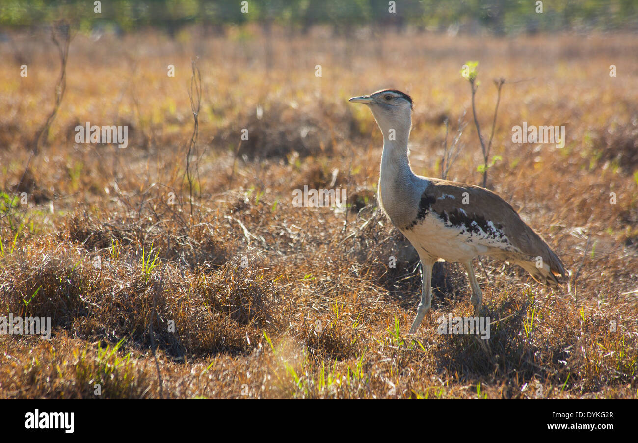 Australian Bustard (Ardeotis australis), near Mount Carbine, Queensland ...