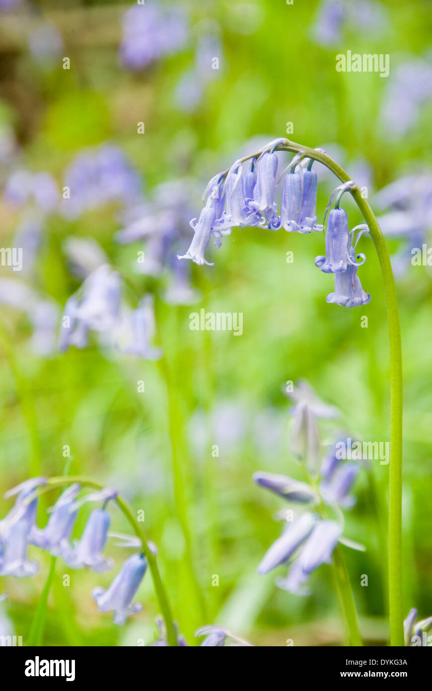 Delicate blue flowers of bluebells (hyacinthoides non-scripta) in ...