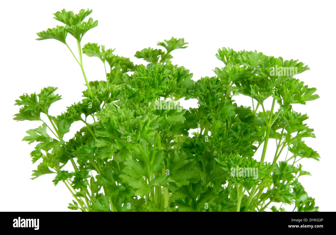 garden parsley (Petroselinum crispum), foliage, leaves Stock Photo - Alamy