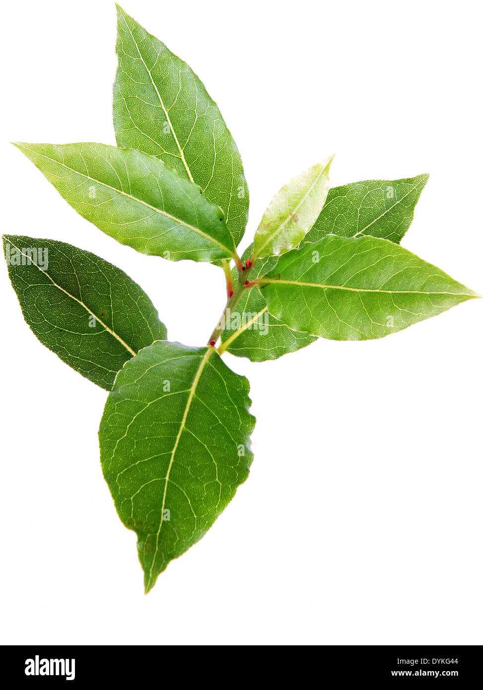 sweet bay laurel (Laurus nobilis), foliage, leaves Stock Photo - Alamy