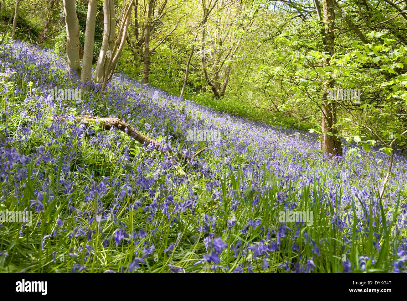 Delicate blue flowers of bluebells (hyacinthoides non-scripta) in ...