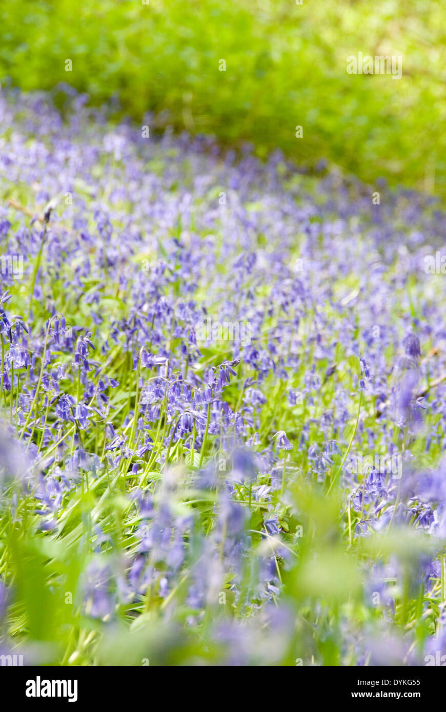 Delicate blue flowers of bluebells (hyacinthoides non-scripta) in ...