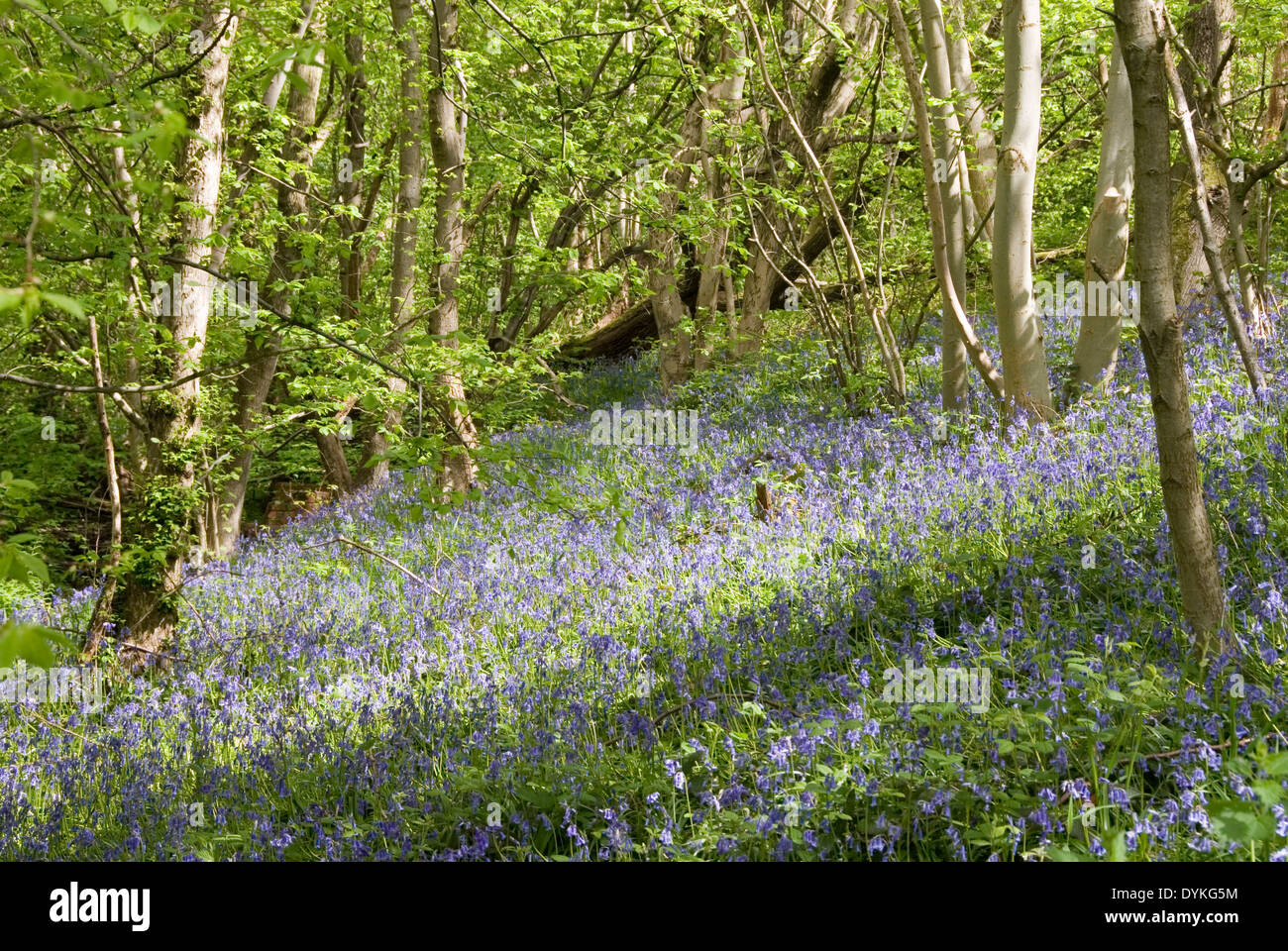 Delicate blue flowers of bluebells (hyacinthoides non-scripta) in ...
