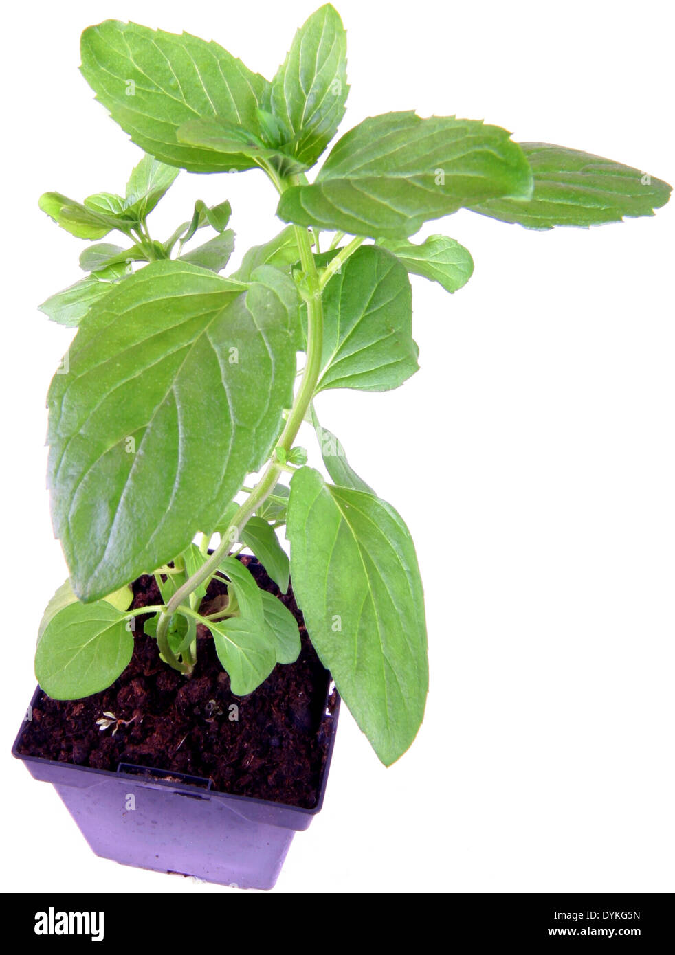 Mentha piperita citrata orange hi-res stock photography and images - Alamy