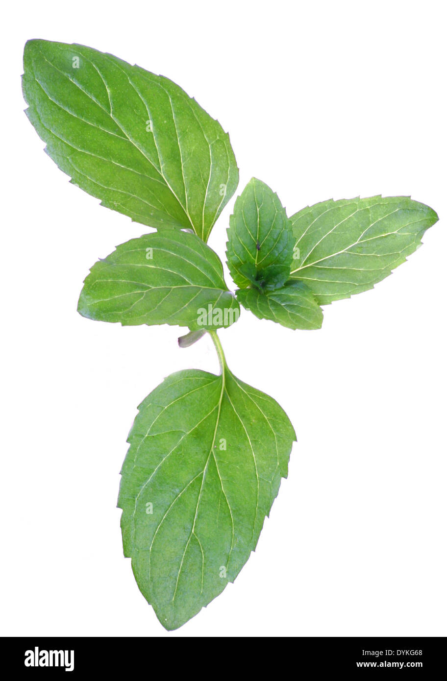 Mentha piperita citrata orange hi-res stock photography and images - Alamy