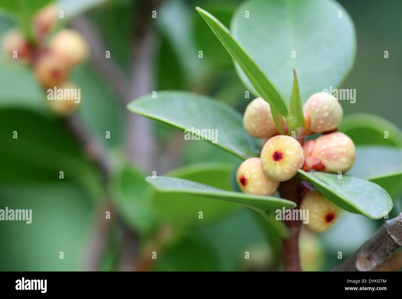 Fruits of banyan hi-res stock photography and images - Alamy