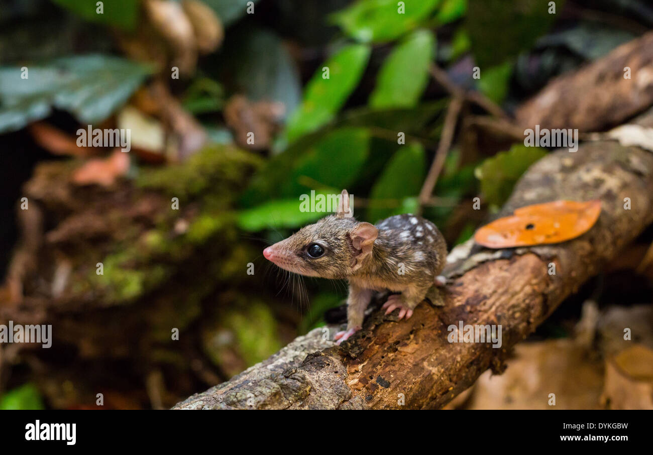 Northern quoll hi-res stock photography and images - Alamy