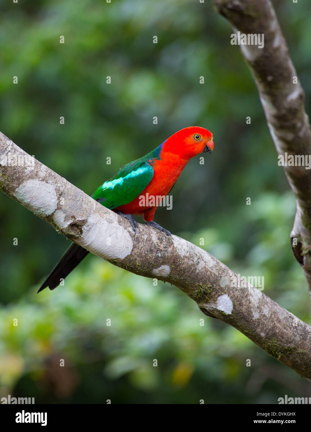 Australian King Parrot (Alisterus scapularis), Queensland, Australia ...