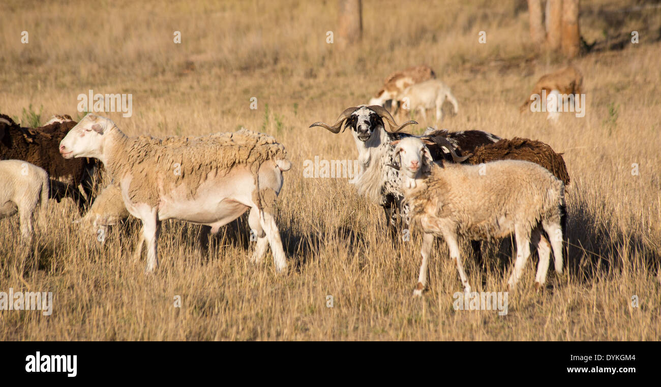 Goats on a farm hi-res stock photography and images - Alamy