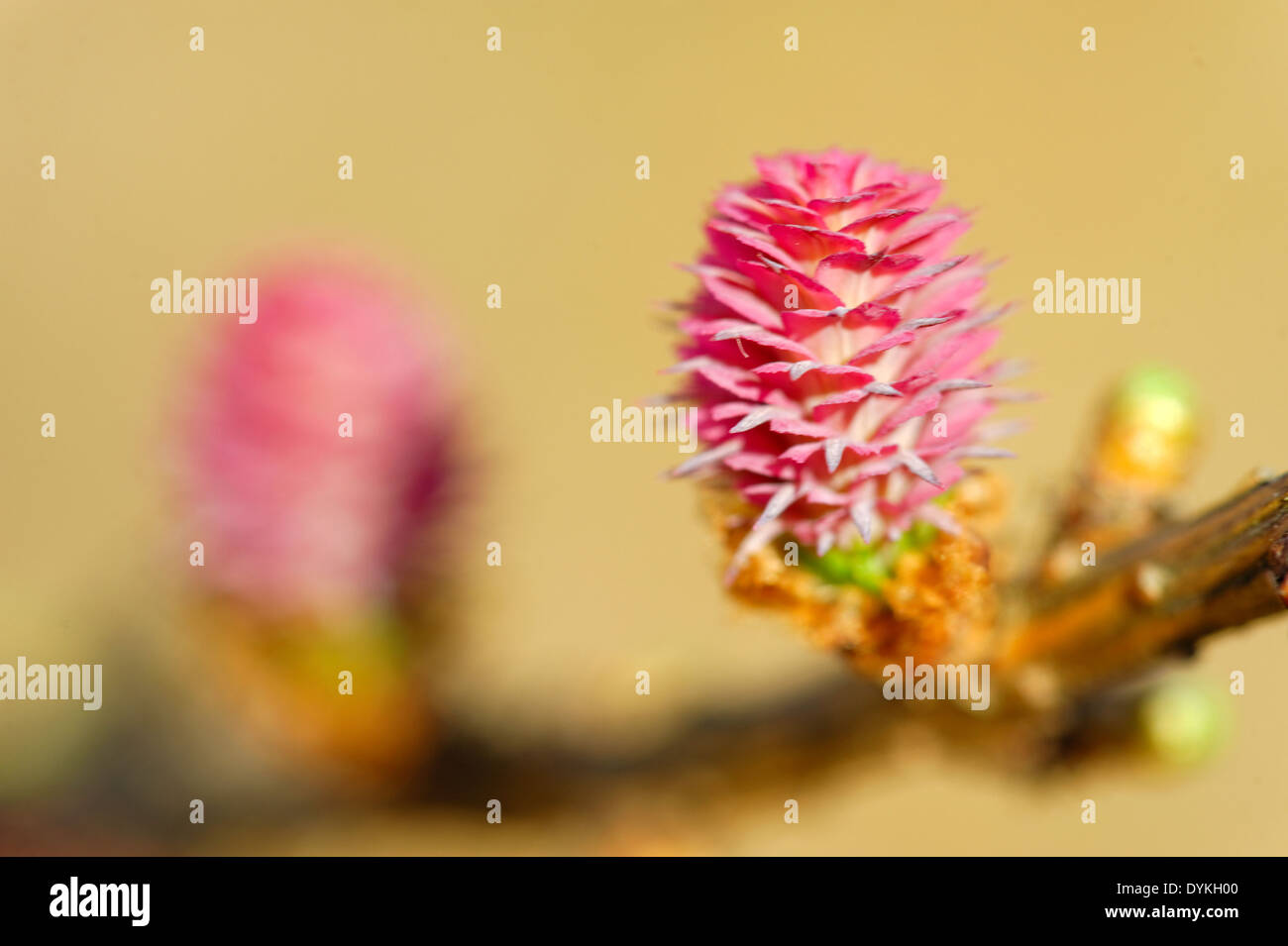 Young ovulate cones of larch tree Stock Photo - Alamy