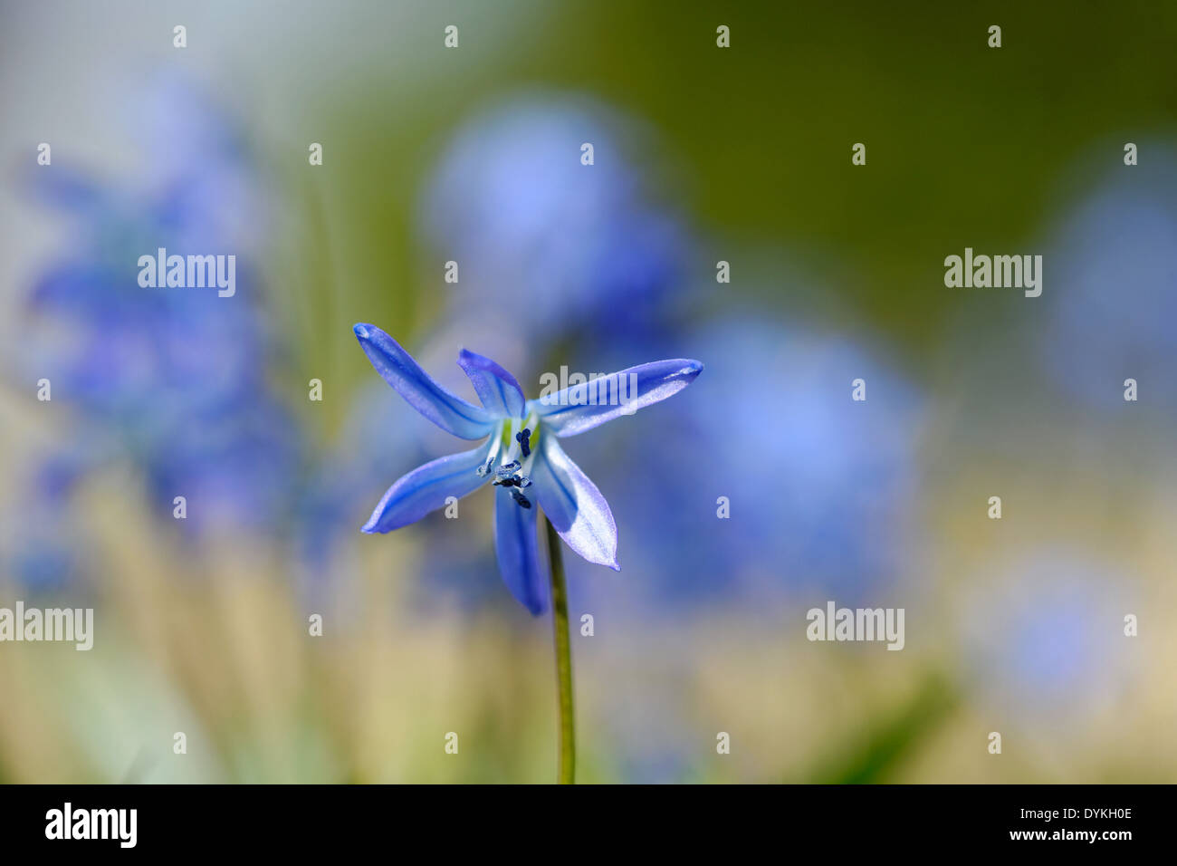Scilla blossom hi-res stock photography and images - Alamy